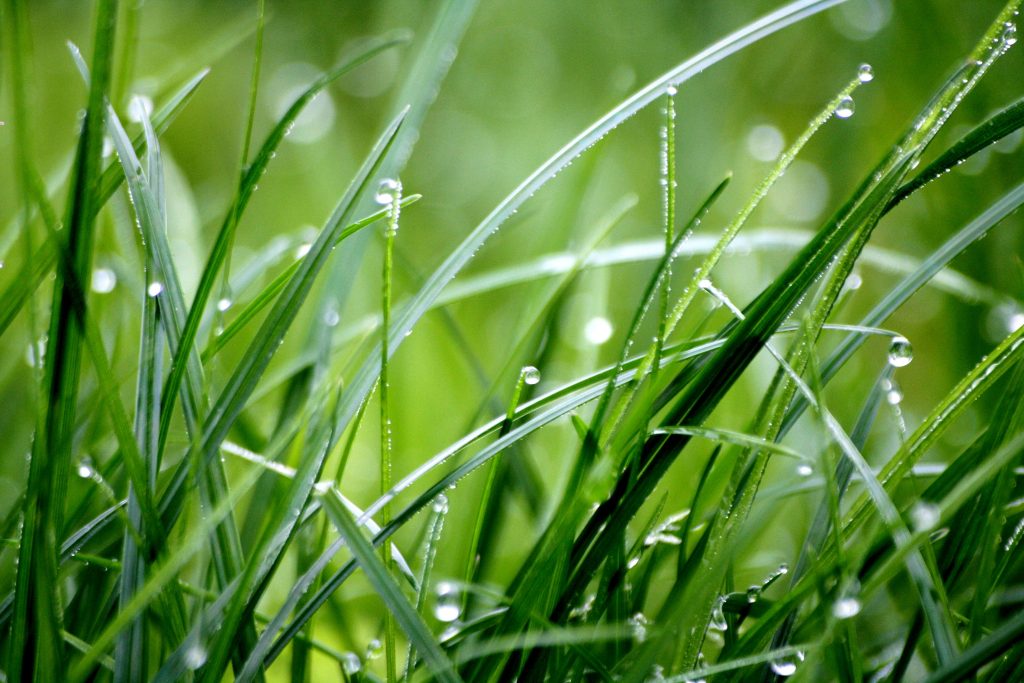 The Ultimate Lawn Care Guide: Year-Round Tips for Southern Yards ...