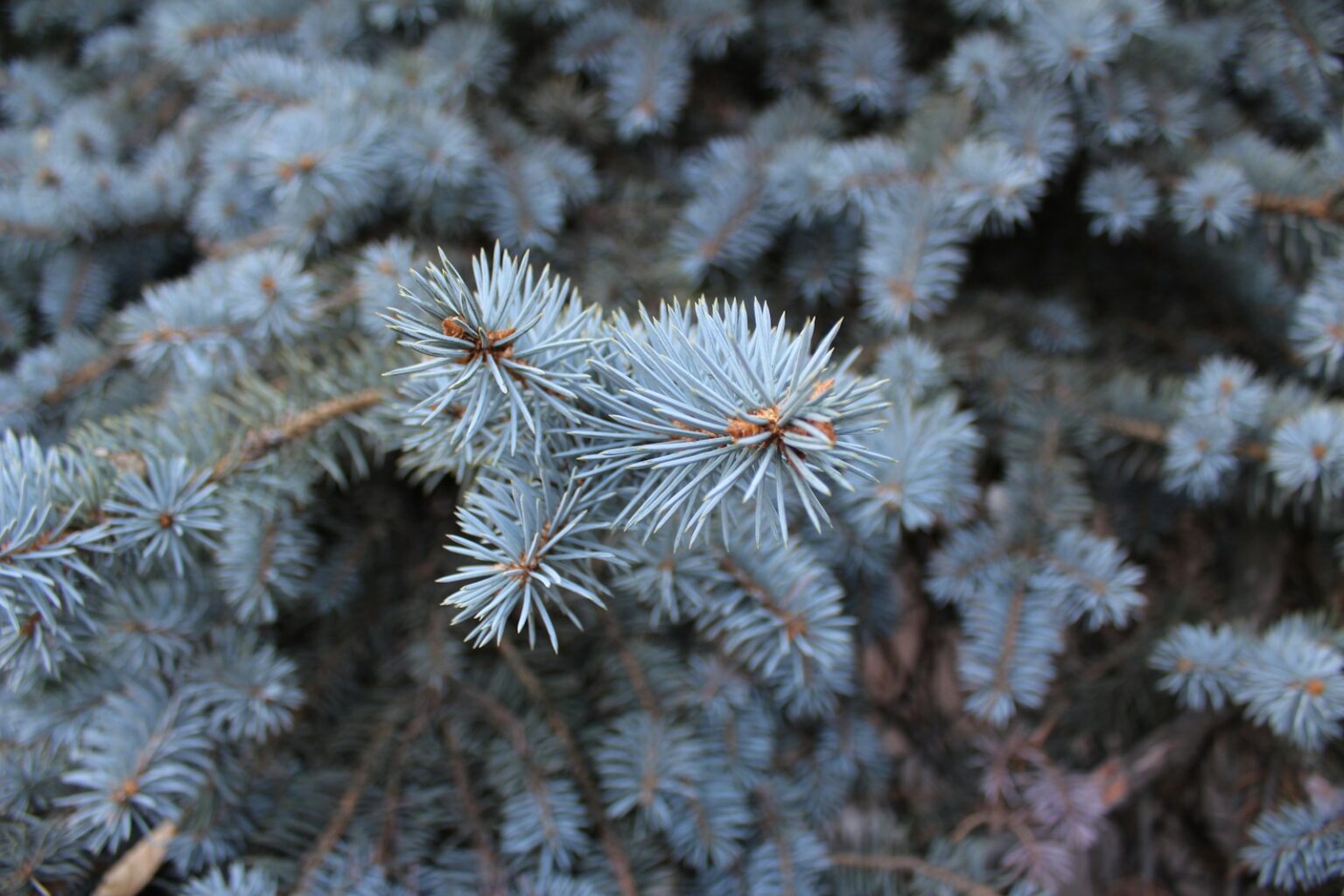 How Fast Does a Baby Blue Spruce Grow? Growth Rate and Care Tips ...