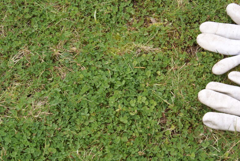 Clover vs. Traditional Grass: Which is Right for Your Lawn? - Landscape ...