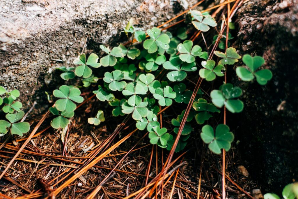 How to Plant a Clover Lawn Step-by-Step - Landscape & Leisure
