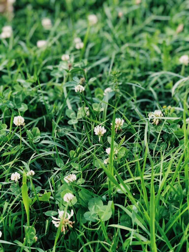 Clover Lawns: The Complete Guide to a Lush, Low-Maintenance Yard ...